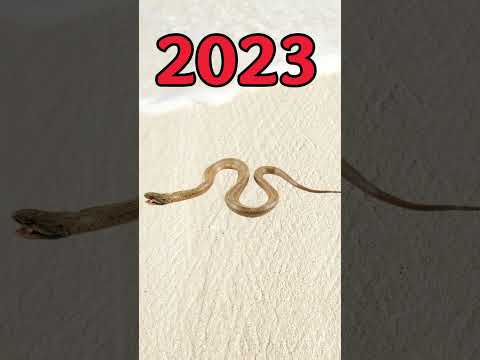 2023 Adder vs 5000 bce Adder
