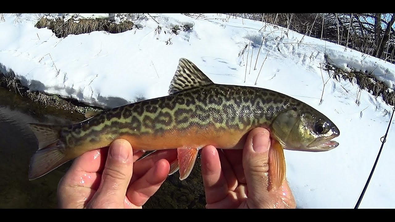 Wisconsin Trout Fishing - Tiger # 2 this year - YouTube
