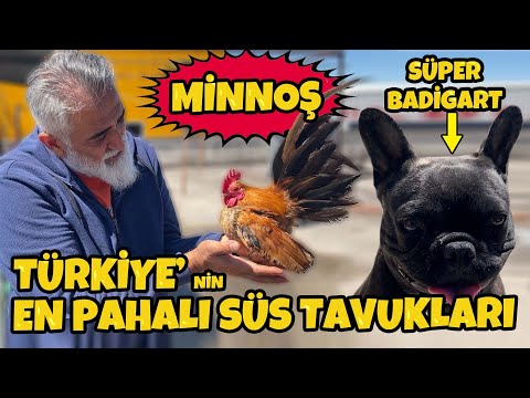 Dünyanın En Küçük Tavuk Türleri | Sanayide Çok Pahalı Süs Tavukçuluğu Yapan Kamyoncu@AhmetZENGİN-USTA