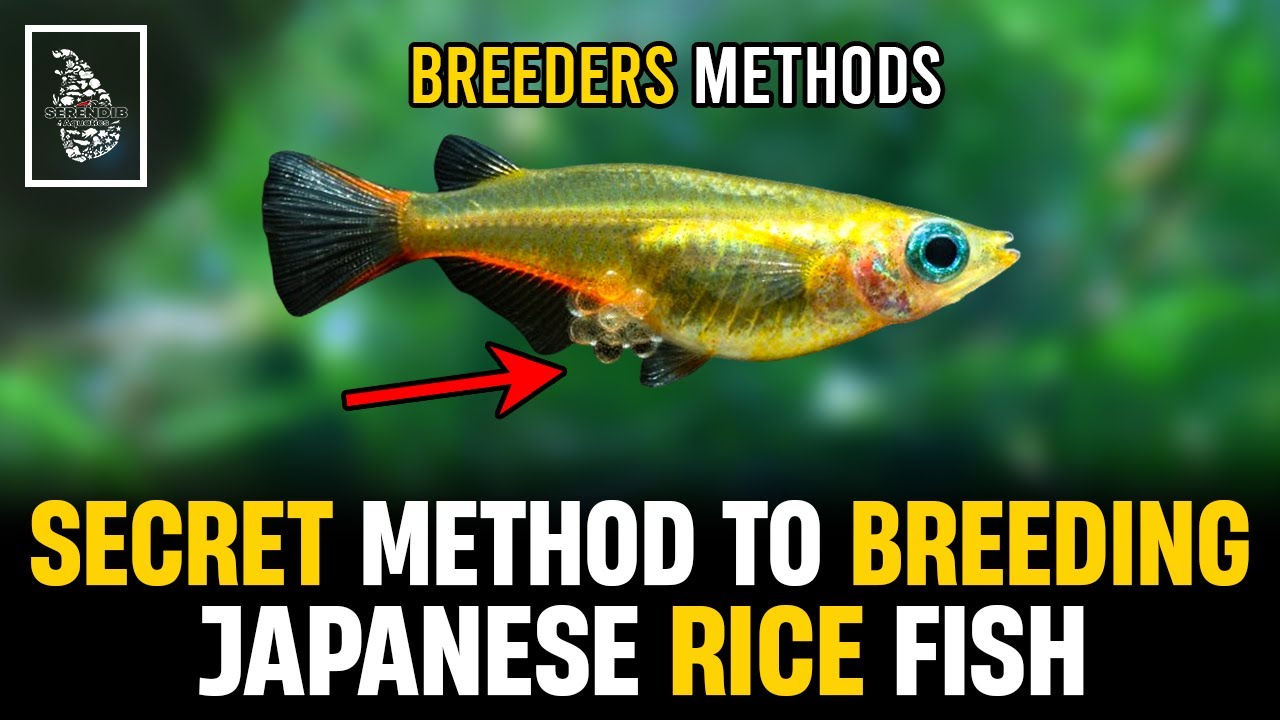 Medaka Fish Breeding Expert Method | Japanese Rice Fish Breeding Guide ...