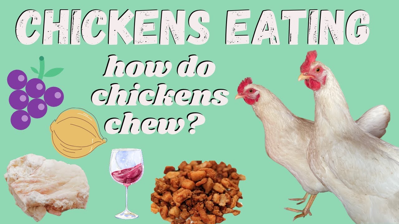 Chickens eating compost | how do chickens chew? - YouTube