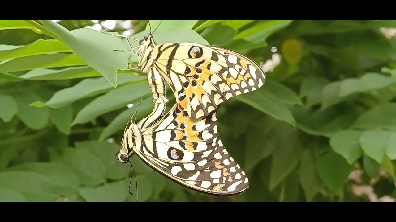 butterflies give birth ep 2 - YouTube