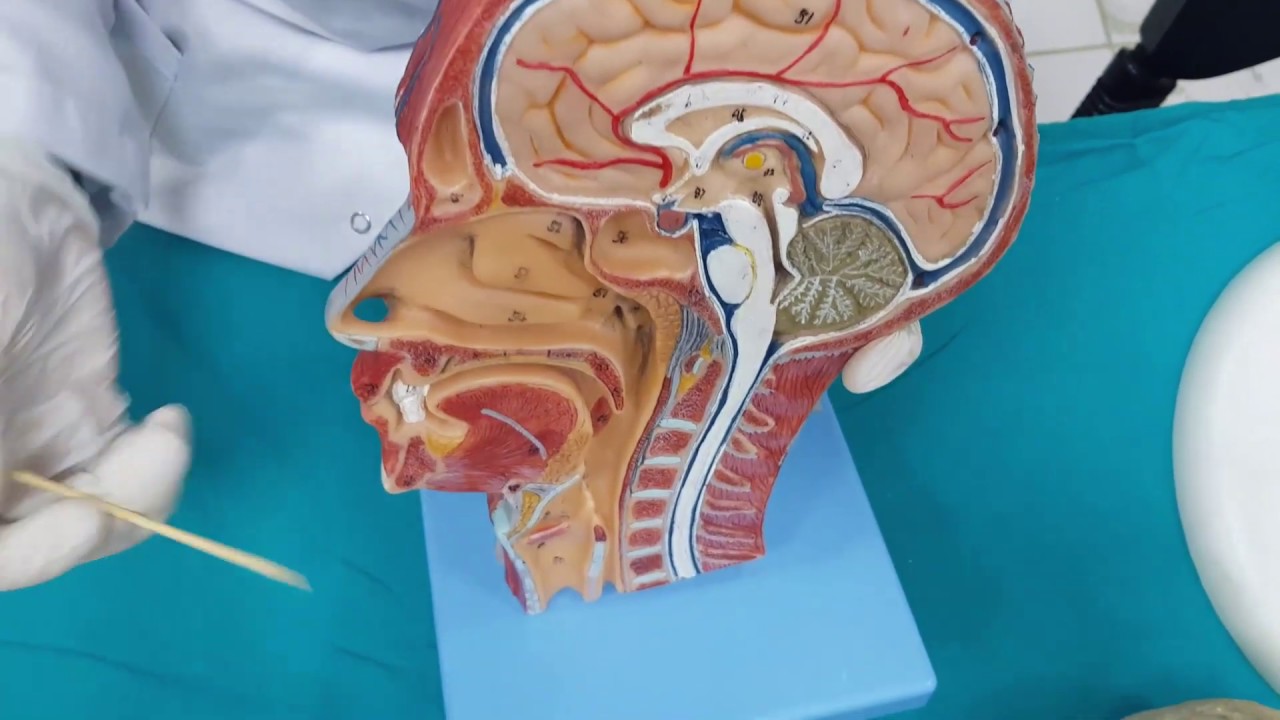 Anatomi Kemikler Ossa Cranii-Neurocranium Kemikleri-Os Ethmoidale ...