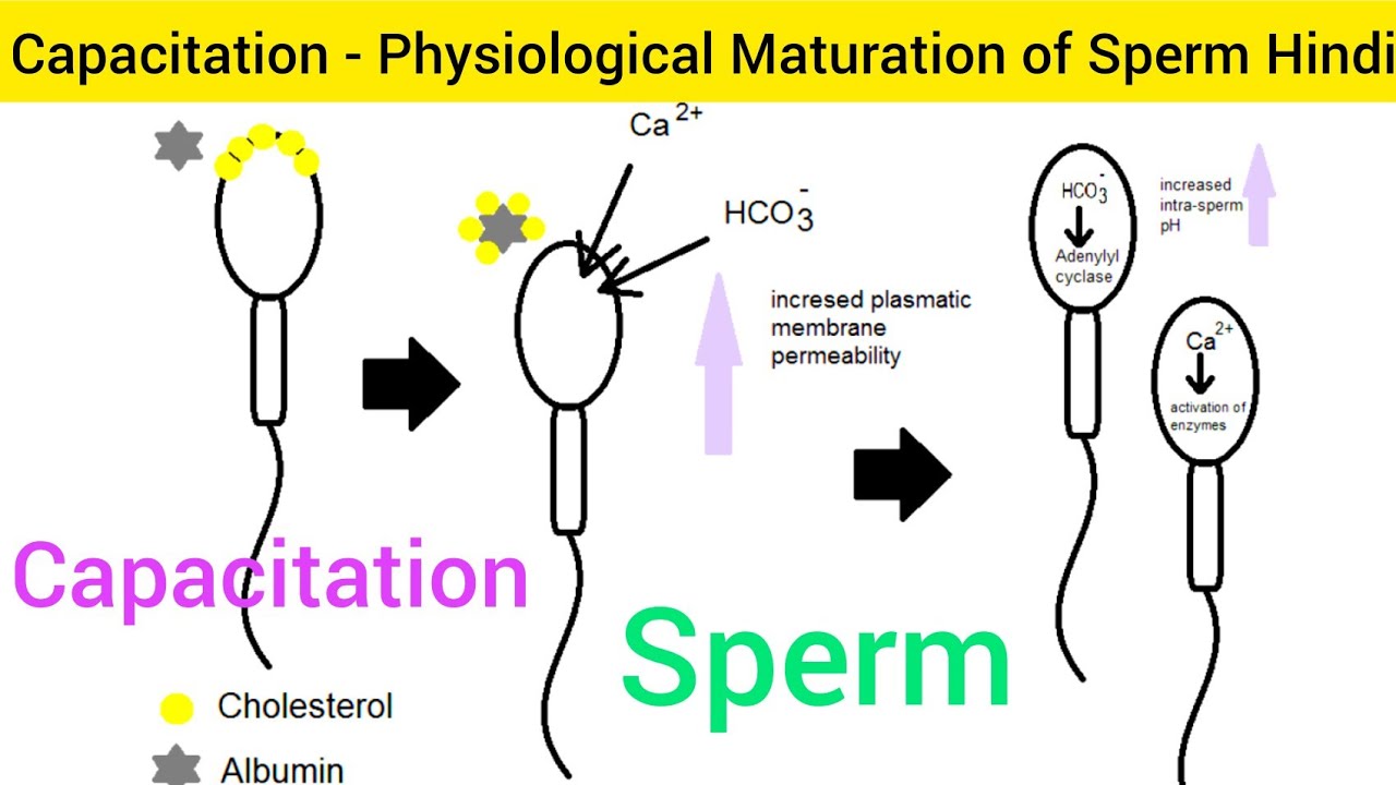 Capacitation or Acrosome Reaction in Hindi | Capacitation in Hindi ...