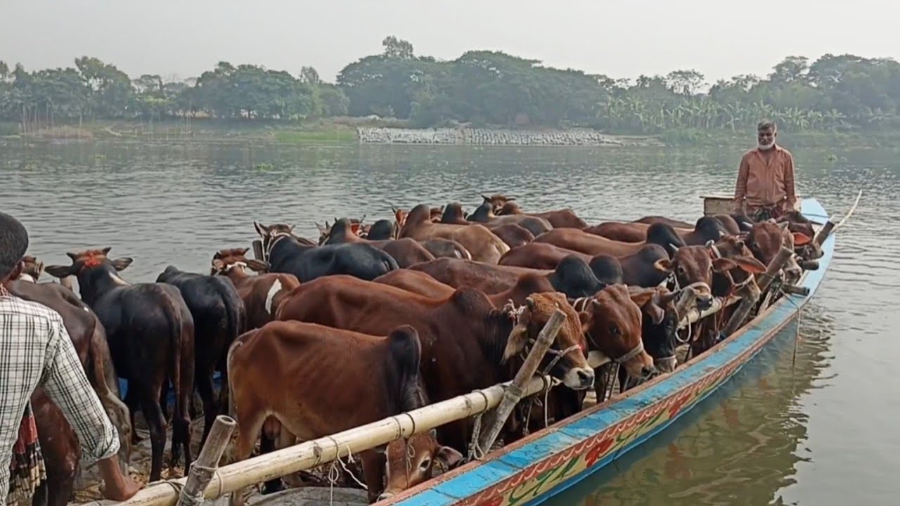 Unloading cows from boats and trucks video and entering the market with ...