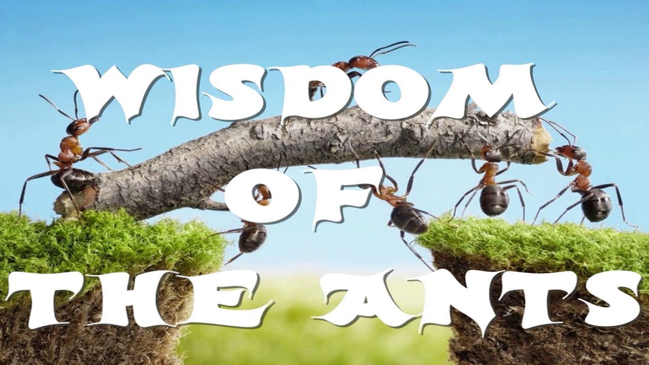 Wisdom Of Ants | Lessons for a Fulfilling Life | A Short Story from ...