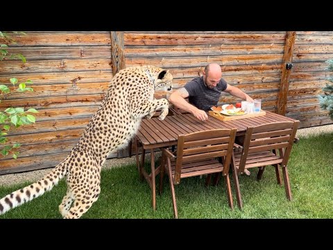 Завтрак с гепардом с неожиданным концом! Герда заставит вас смеяться до слёз🤣