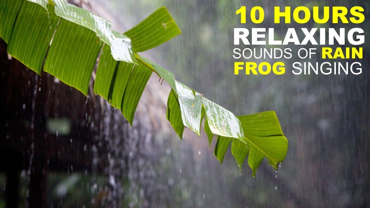 RELAXING SOUNDS OF RAIN & FROG SINGING (RELAKSASI SUARA HUJAN DAN ...