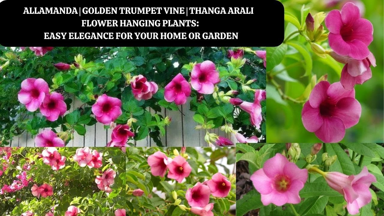 Allamanda golden trumpet vine Thanga arali Flower Hanging Plants Easy ...