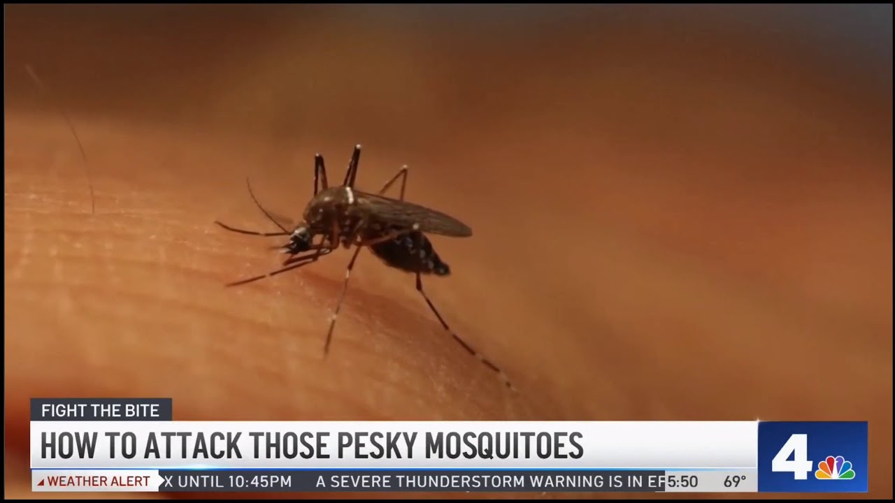 How to Attack those Pesky Mosquitoes - YouTube