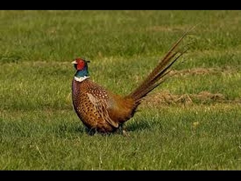 Baby Pheasants - YouTube