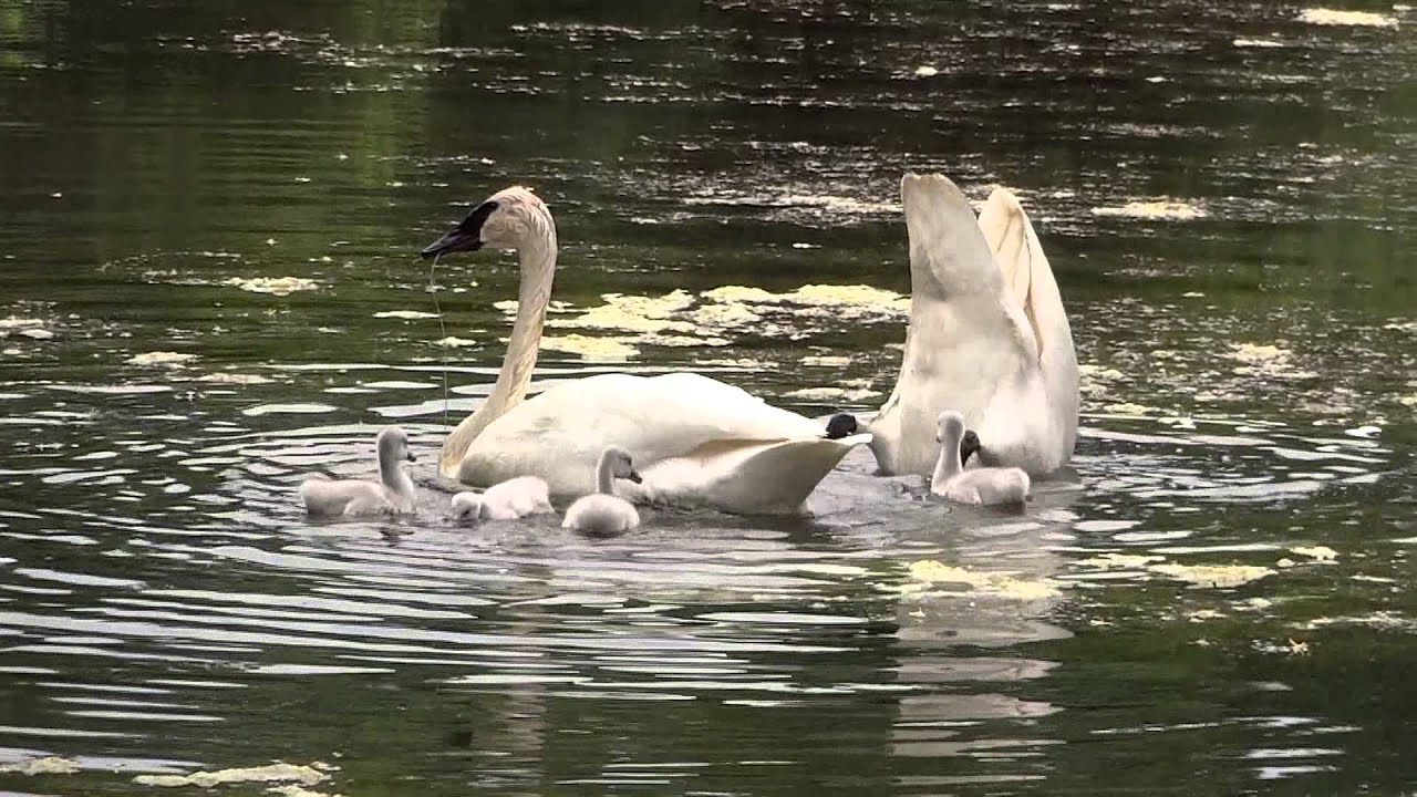 Trumpeter Swan Family In Ann Arbor, Michigan - YouTube