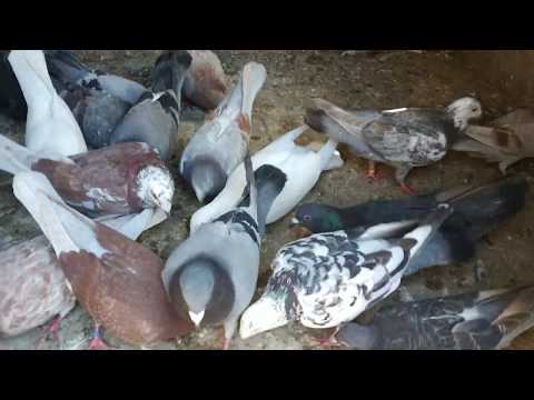 Balaxanida Husenin drakonlari 0508504613 #Göyercin #Güvercin #голуби #pigeons