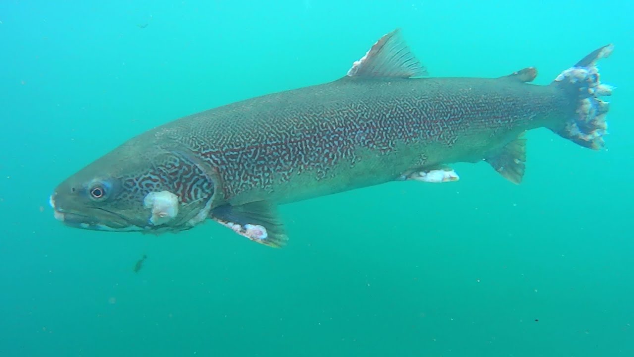 Marmorata con Saprolegna - YouTube