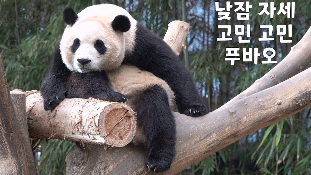 에버랜드 판다 어부바 나무위에서 낮잠 자세 고민하는 푸바오 대나무 맛있게 먹고 야외방사장 나가고 싶어서 워킹하는 러바오 Youtube