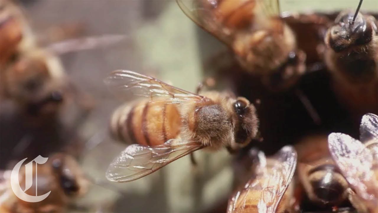 The Beekeeper: Managing 500 Hives Across the Bay Area - YouTube