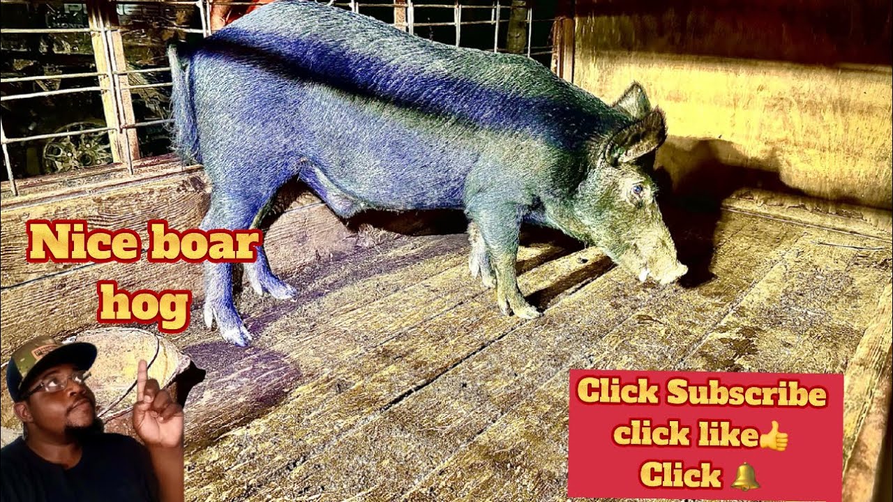 (HOG TRAPPING) I CAUGHT A NICE BOAR HOG!! #louisiana #feralhogs # ...