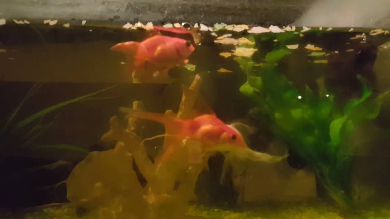 Feeding my little baby fish - YouTube