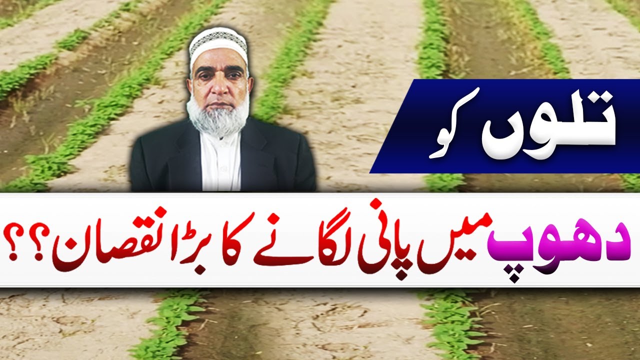 When to irrigate Sesame crop || Crop Reformer - YouTube