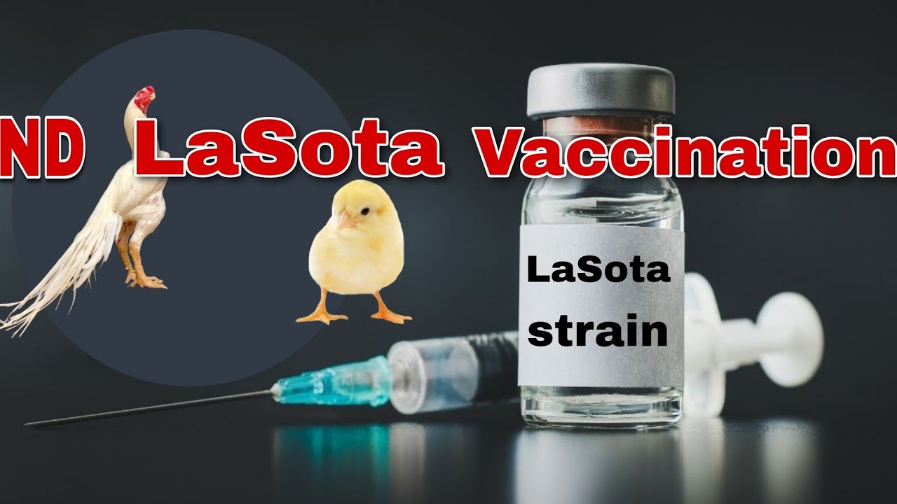 ND LaSota Vaccination || Newcastle Disease Vaccination || Ranikhet ...