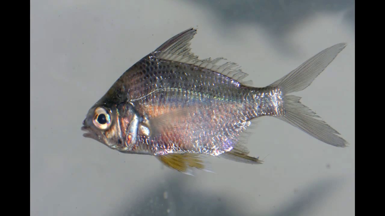 Native Aquarium Texas Coast - YouTube