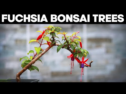 Fuchsia Bonsai Trees - Pruning and Shaping Ideas 🌱
