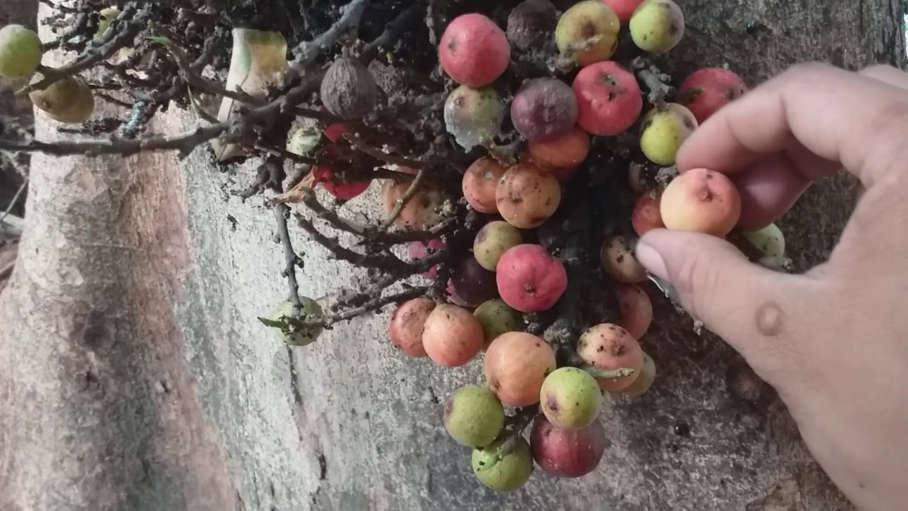 Tanaman langka hutan tropis buah loa | buah langka di indonesia | - YouTube