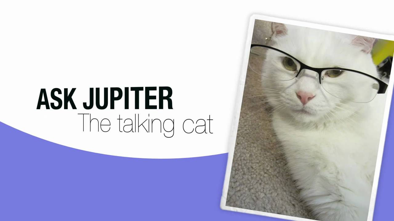 Got a Question? Ask the Cat! - Ask Jupiter - YouTube