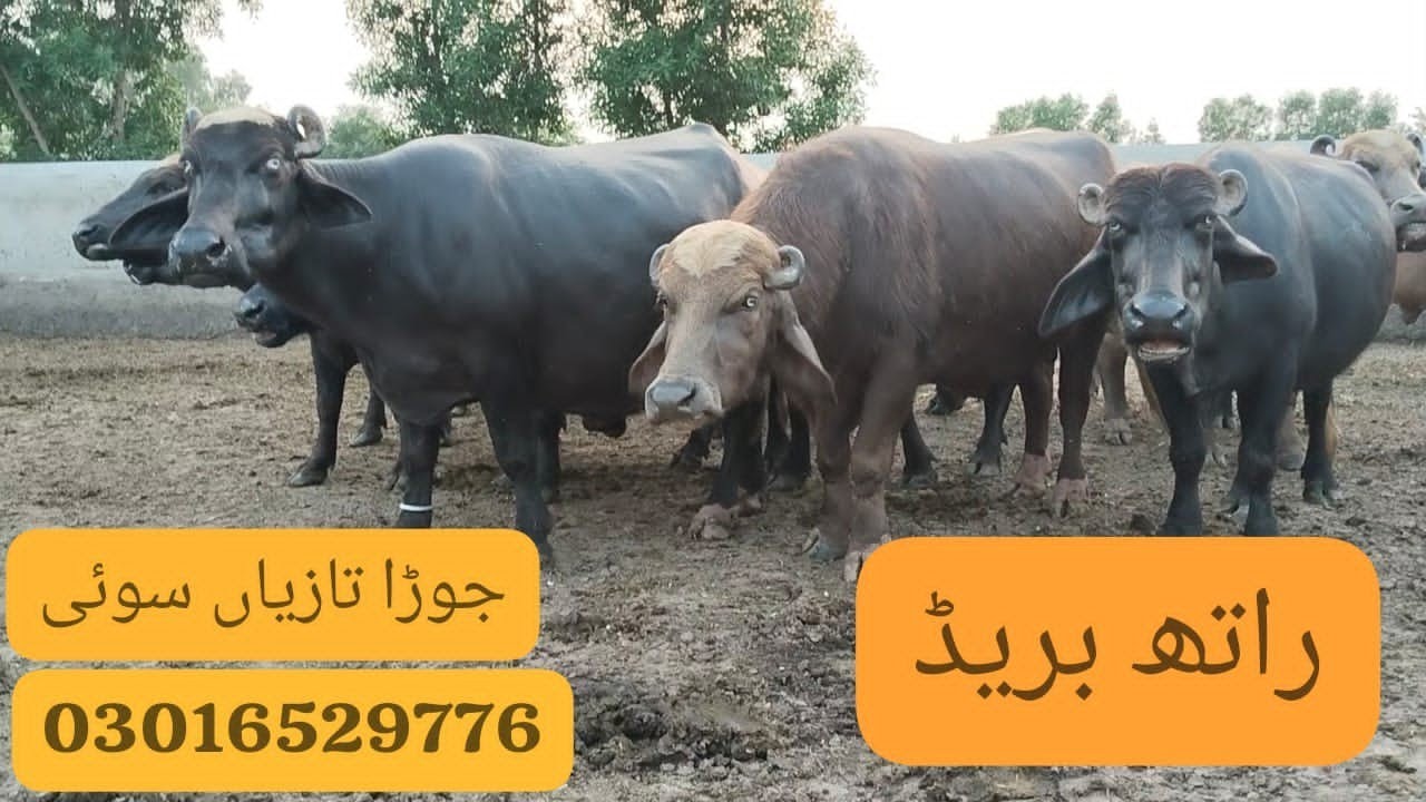 watch pure neeli Ravi buffalo for sale in Punjab Pakistan 03016529776on ...