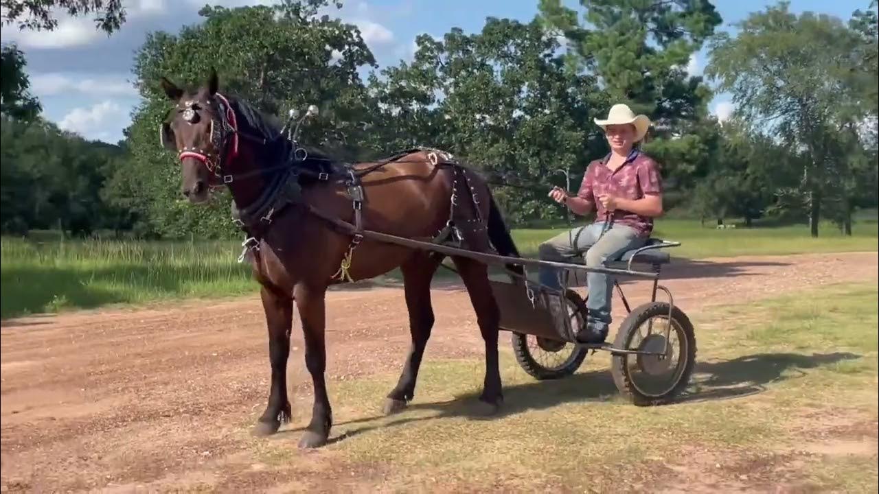 Morgan/Standardbred/Percheron - YouTube