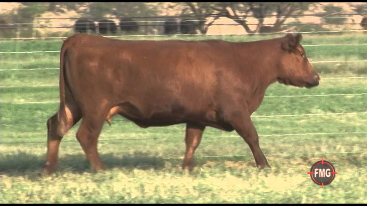 LOT 861 RA Brown Ranch - YouTube