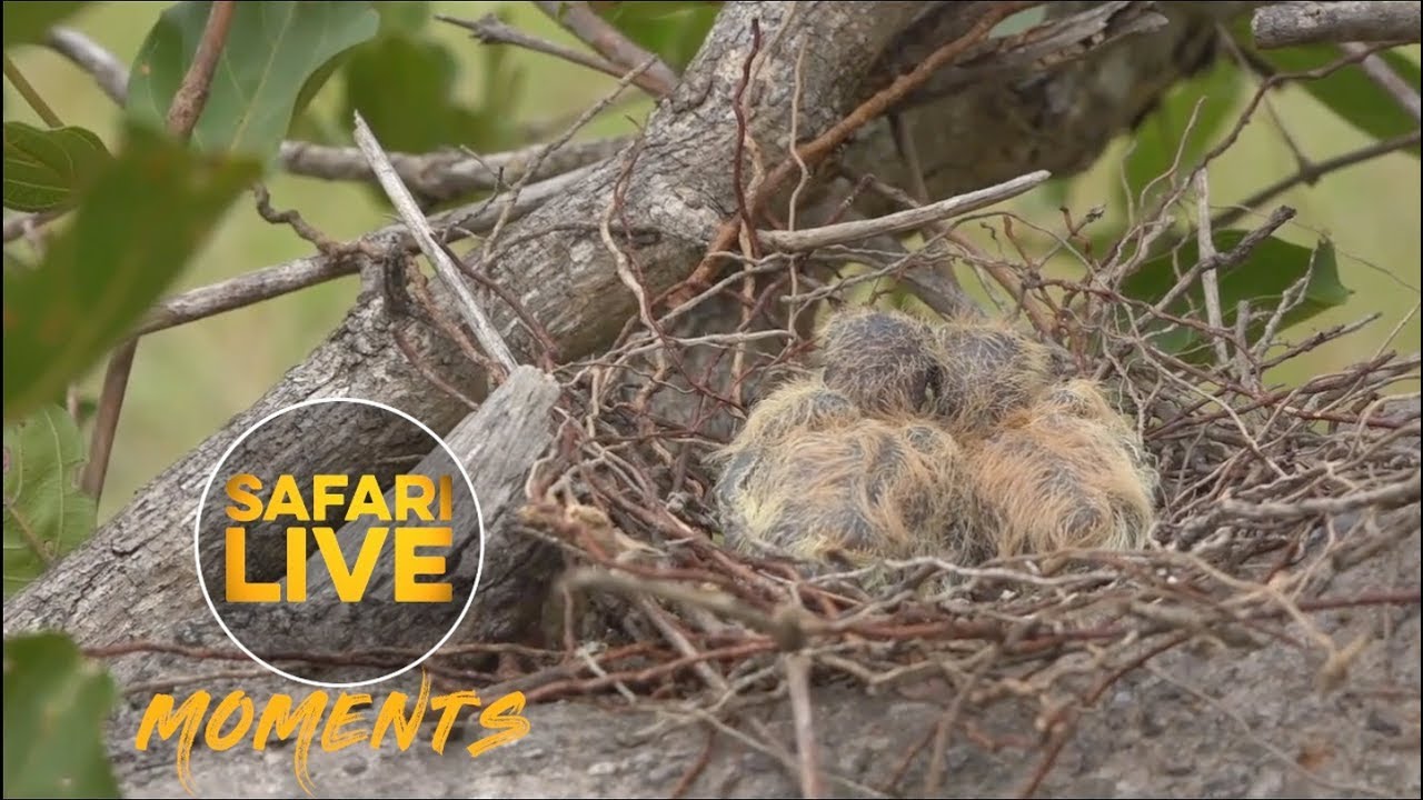 Baby Dove Chicks Cuddle in Their Nest - YouTube
