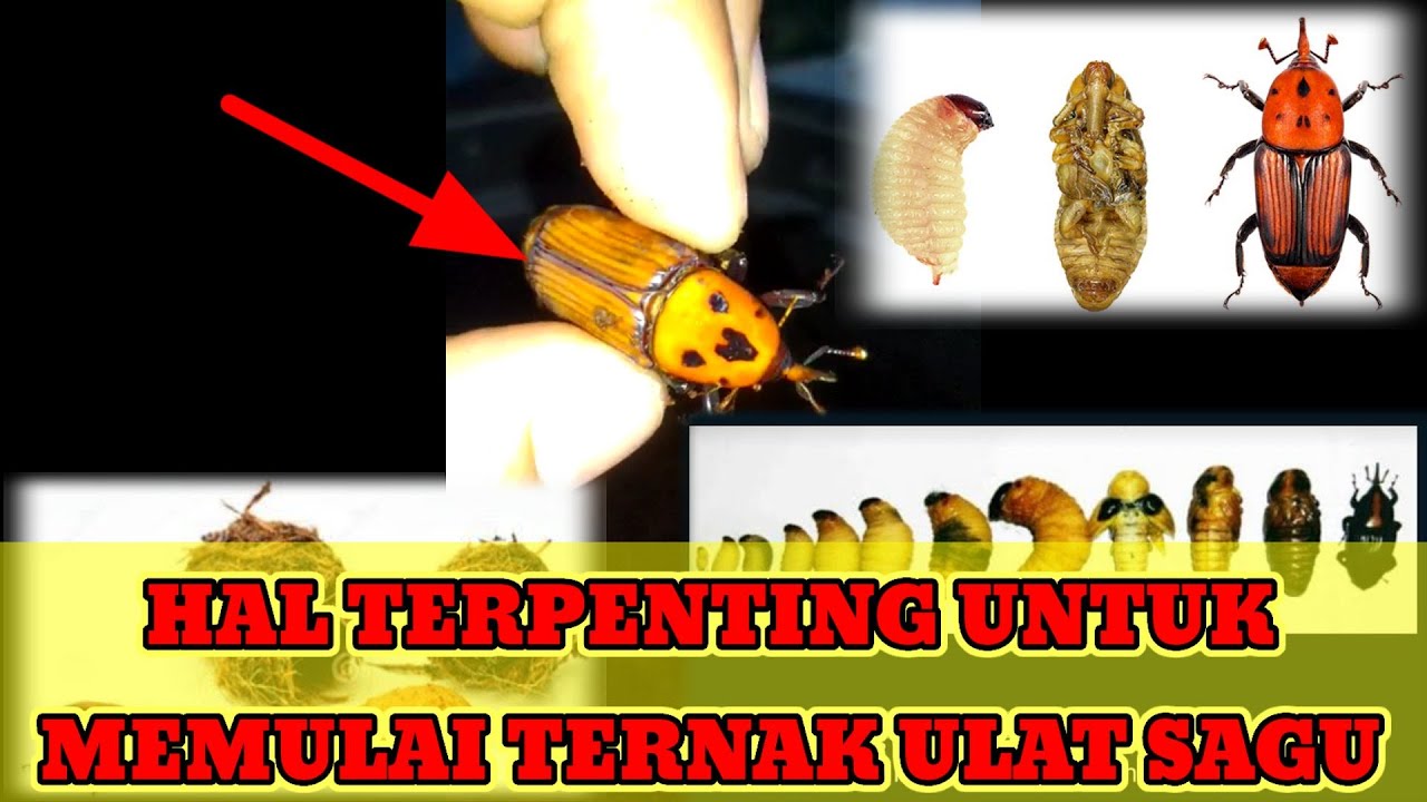 PENTING!!!CARA MENGETAHUI JENIS KELAMIN KUMBANG ULAT SAGU JANTAN ...