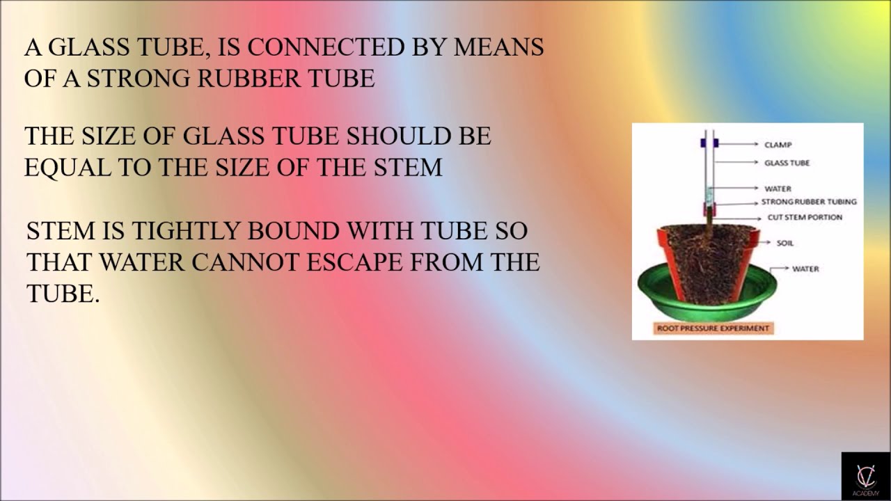 ROOT PRESSURE I TRANSPORTATION I CLASS X I VCACADEMY I VC SIR - YouTube