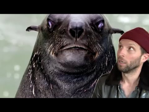 TOO MANY SEALS - YouTube