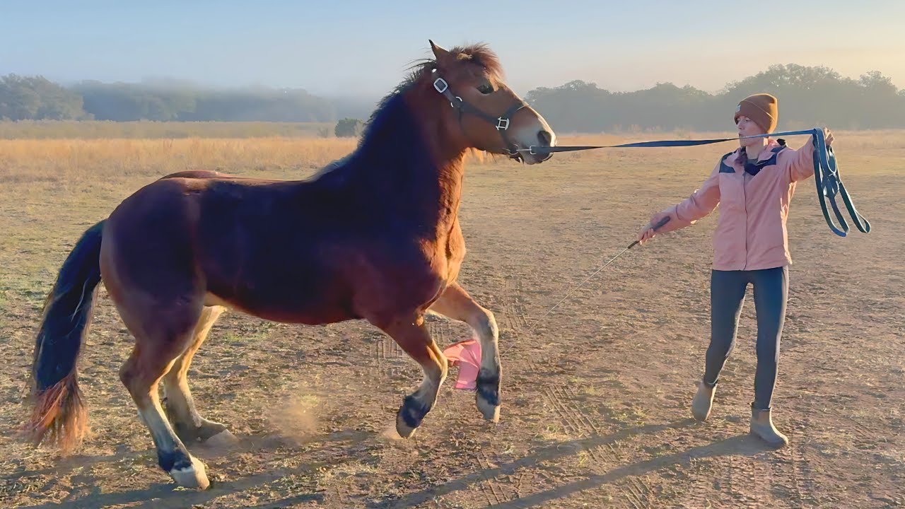 Let's Train Ruach! - YouTube