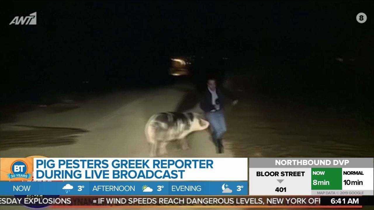 Pig Pesters Greek Reporter During Live Broadcast - YouTube