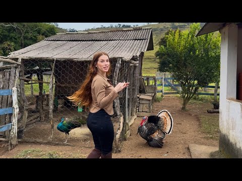 Lida na Roça/ casa do Tio Amarildo/ CAVALGADA / Vacas Paridas/ Família Rural / Pecuária e mais …