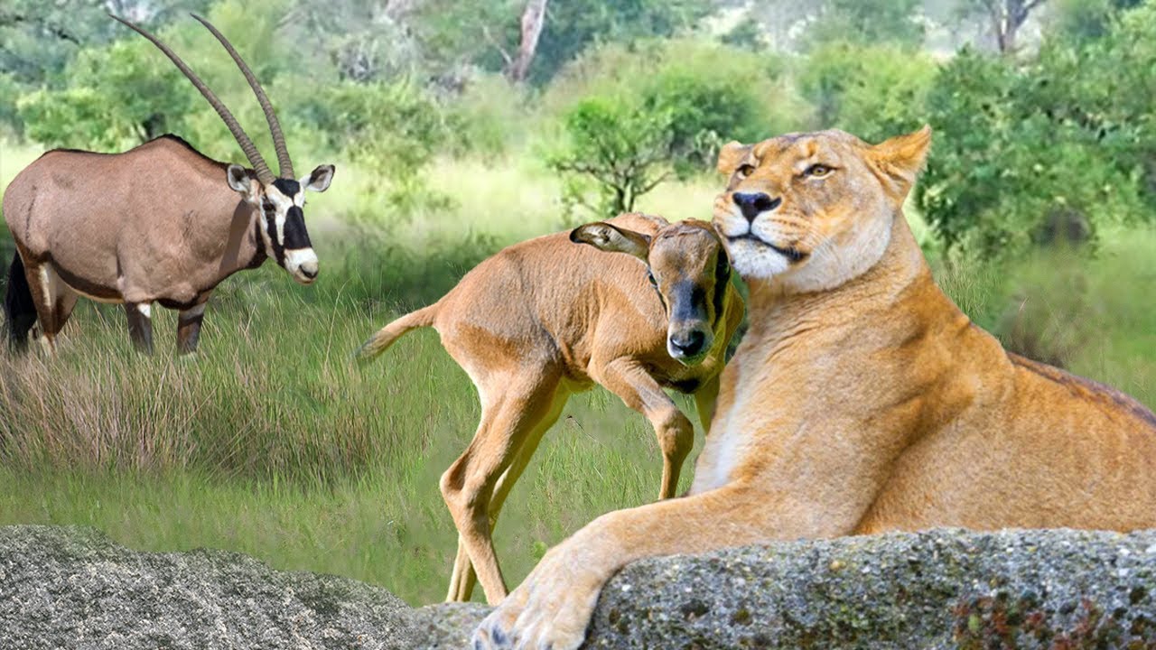 Going Through the Pain of Losing a Child- Lion Stealing Oryx's Newborn ...