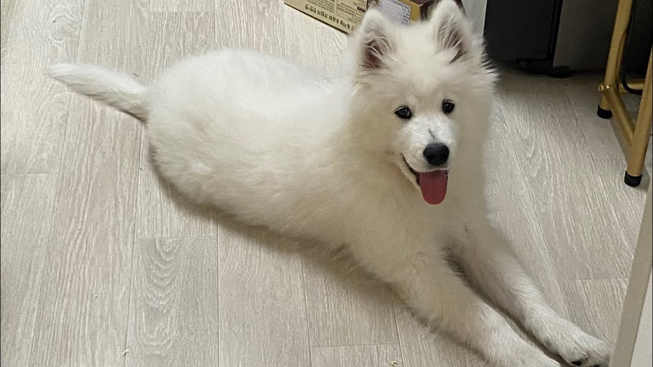 산책가자고 신발 물고와서 조르는 강아지 A samoyed puppy bites mom’s shoes to go for a ...
