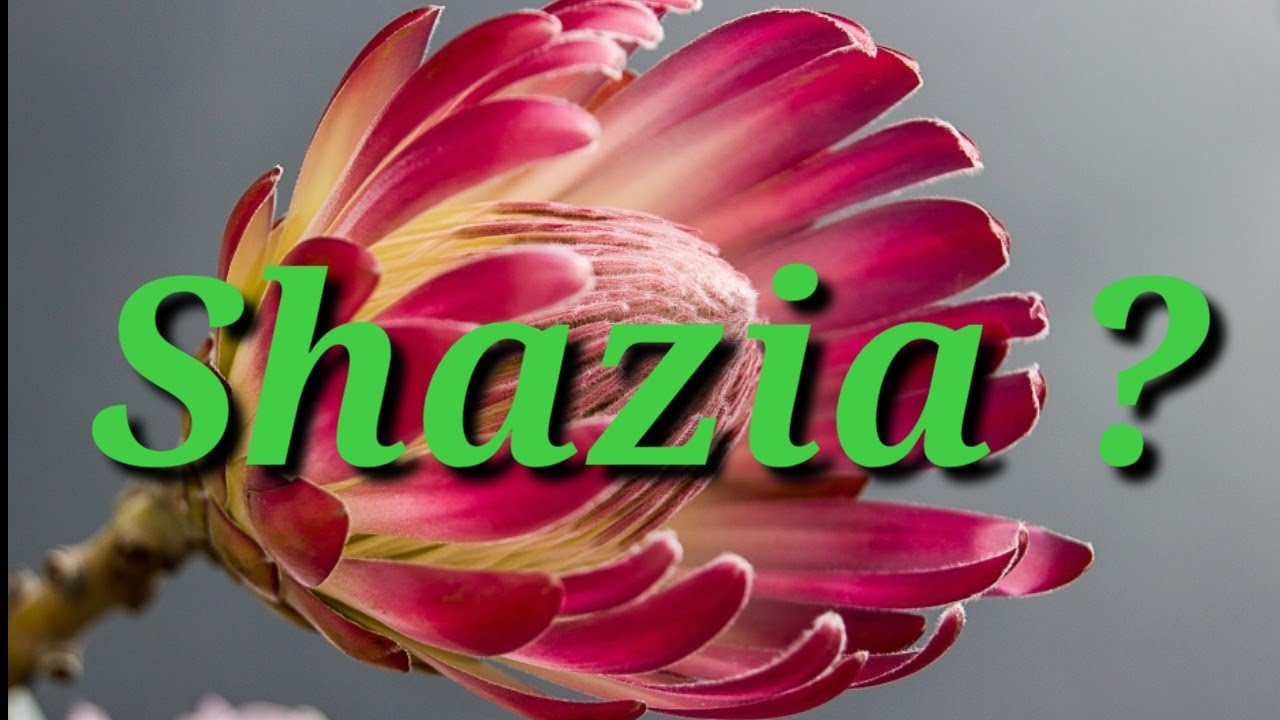 Shazia Name Meaning | Shazia Name Status | Shazia Name WhatsApp Status ...