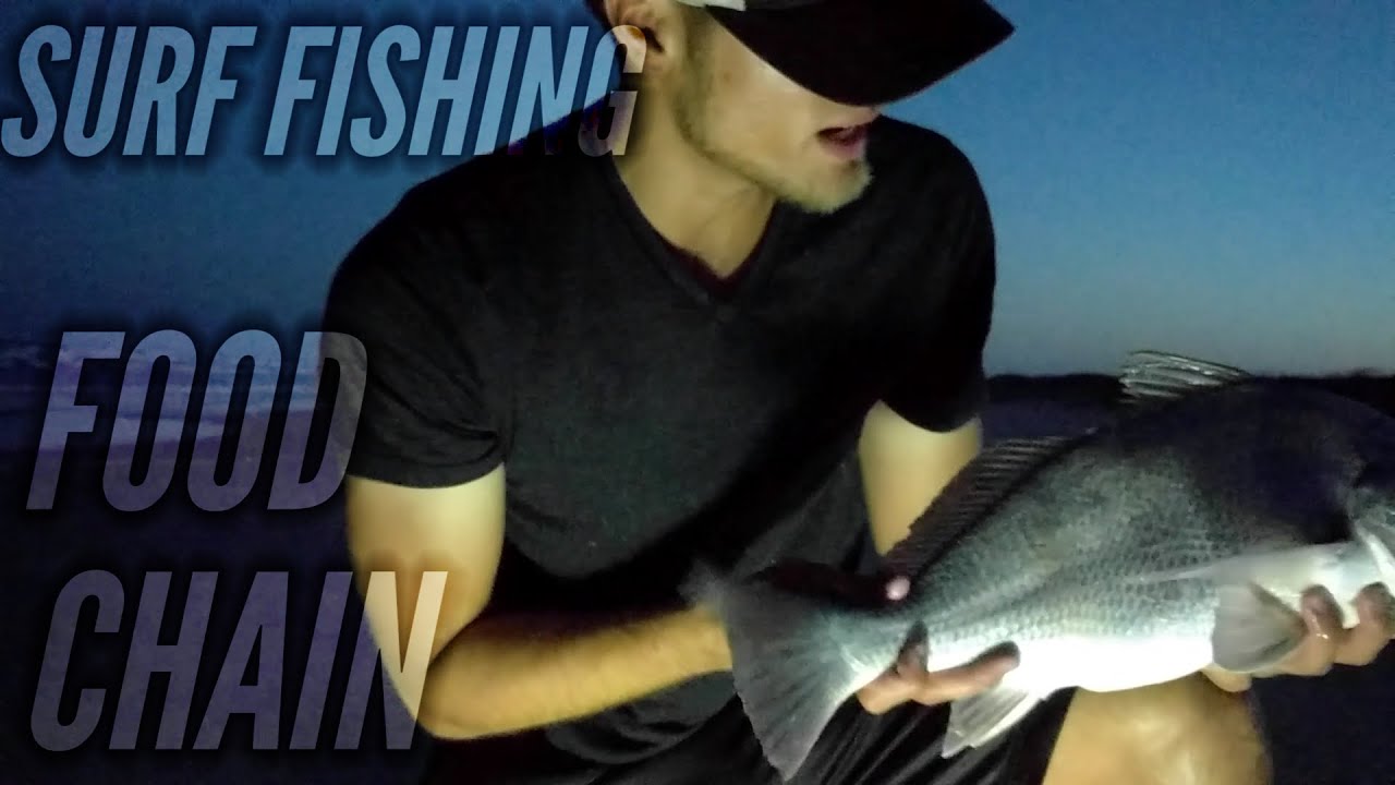The Surf Fishing Food Chain - YouTube