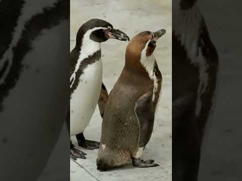 Penguins mating #youtubeshorts