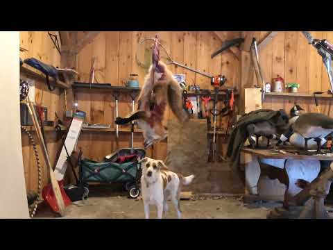 How to Skin a Red Fox Feet on - YouTube