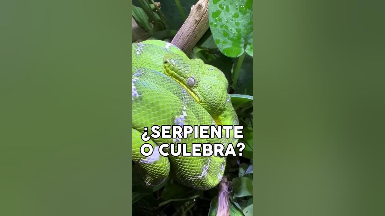 Diferencia entre serpiente y culebra #animal #animals #animales #snake #snakes #reptil #reptiles ...