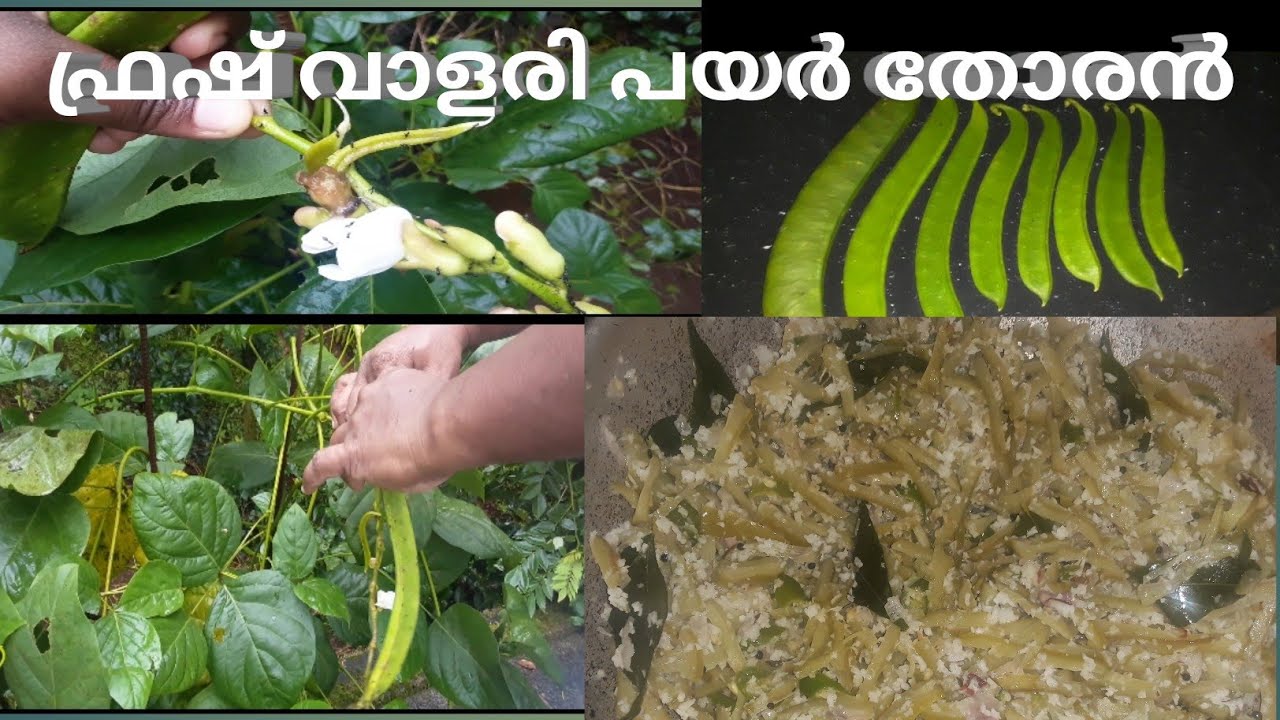 Sword been thoran/how to prepare valari payar thoran/malayalam /Bless ...