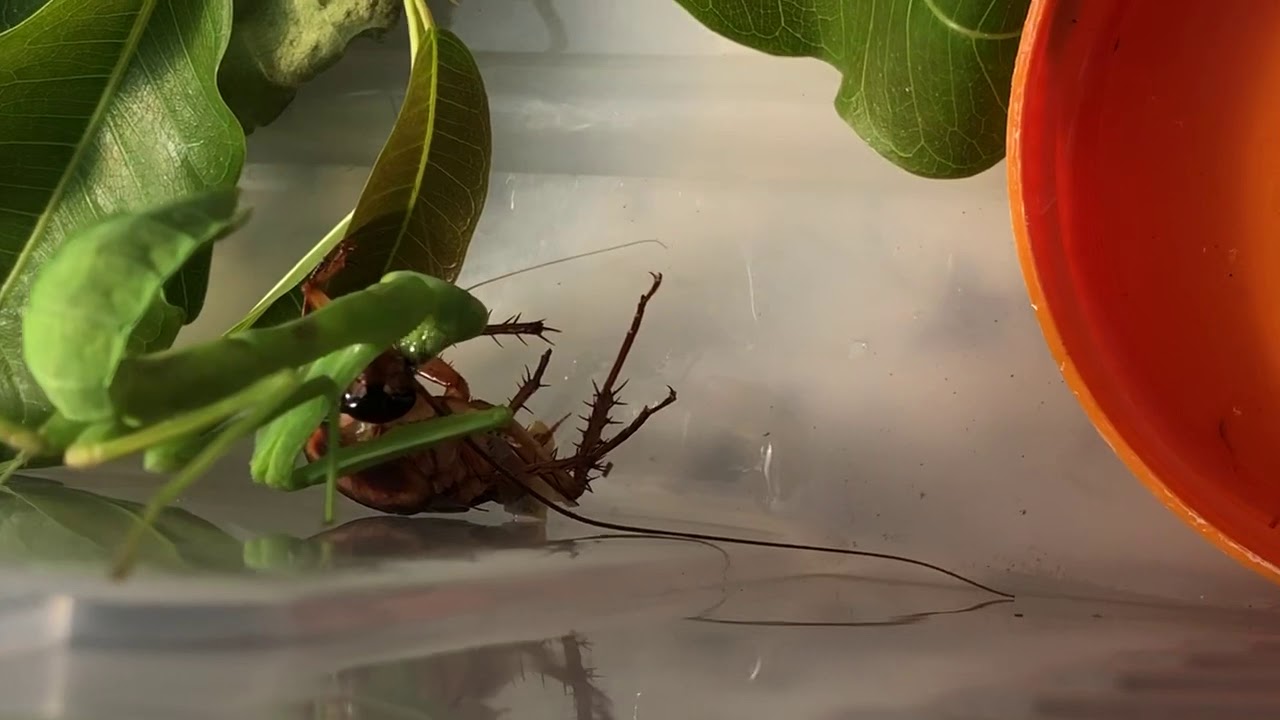 Praying Mantis eating cockroach - YouTube