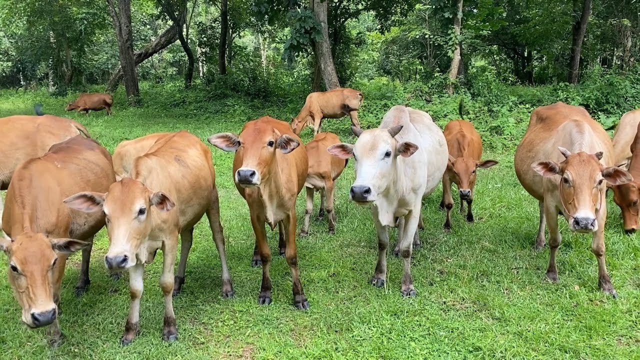 Cows ~ Natural cow ~ គោស្រែ ~ គោ - YouTube