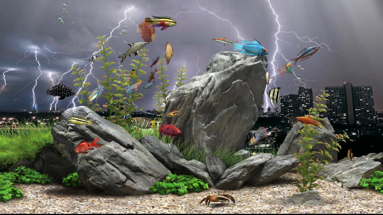 Lightning Digital Fish Aquarium (4K UHD60) Relaxing Screensaver - YouTube