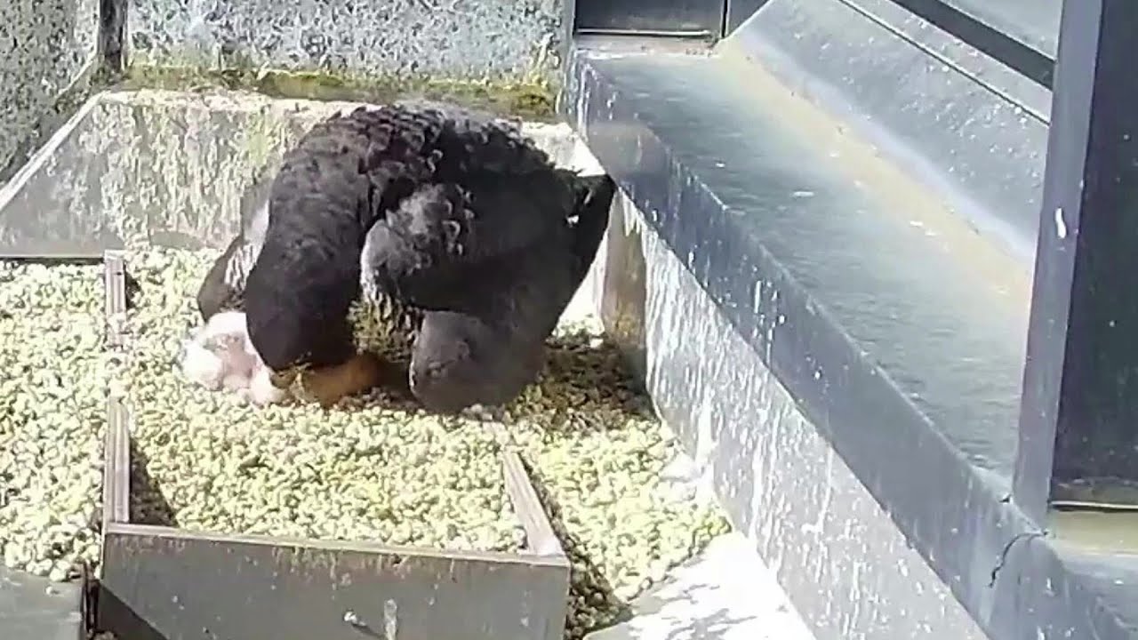 367 Collins Falcons~🐥🐥Welcome to the world little ones~9:11 a.m. 2022 ...